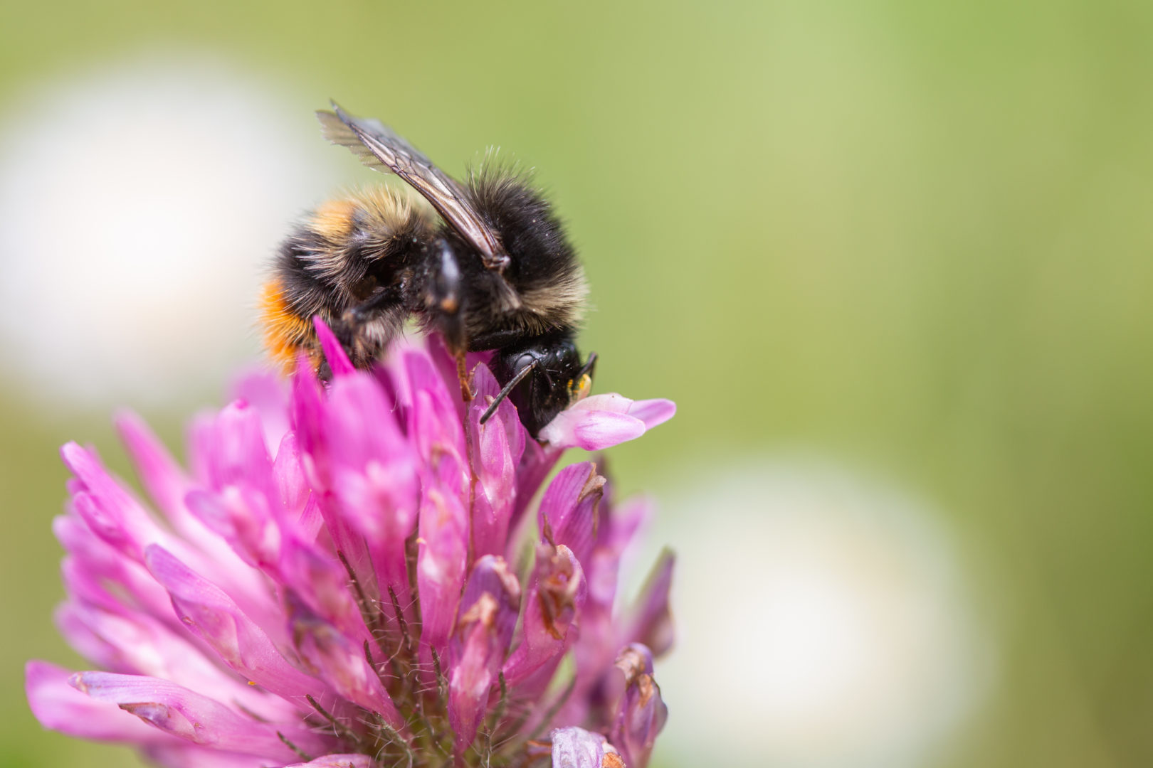 De wilde bij: een donker blog voor donkere dagen | Wetenschap.nu